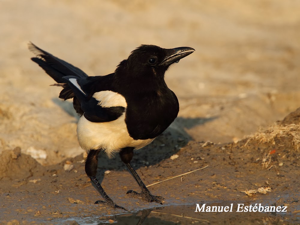 Miradas Cantábricas: ¿Cómo bebe una urraca (Pica pica)?