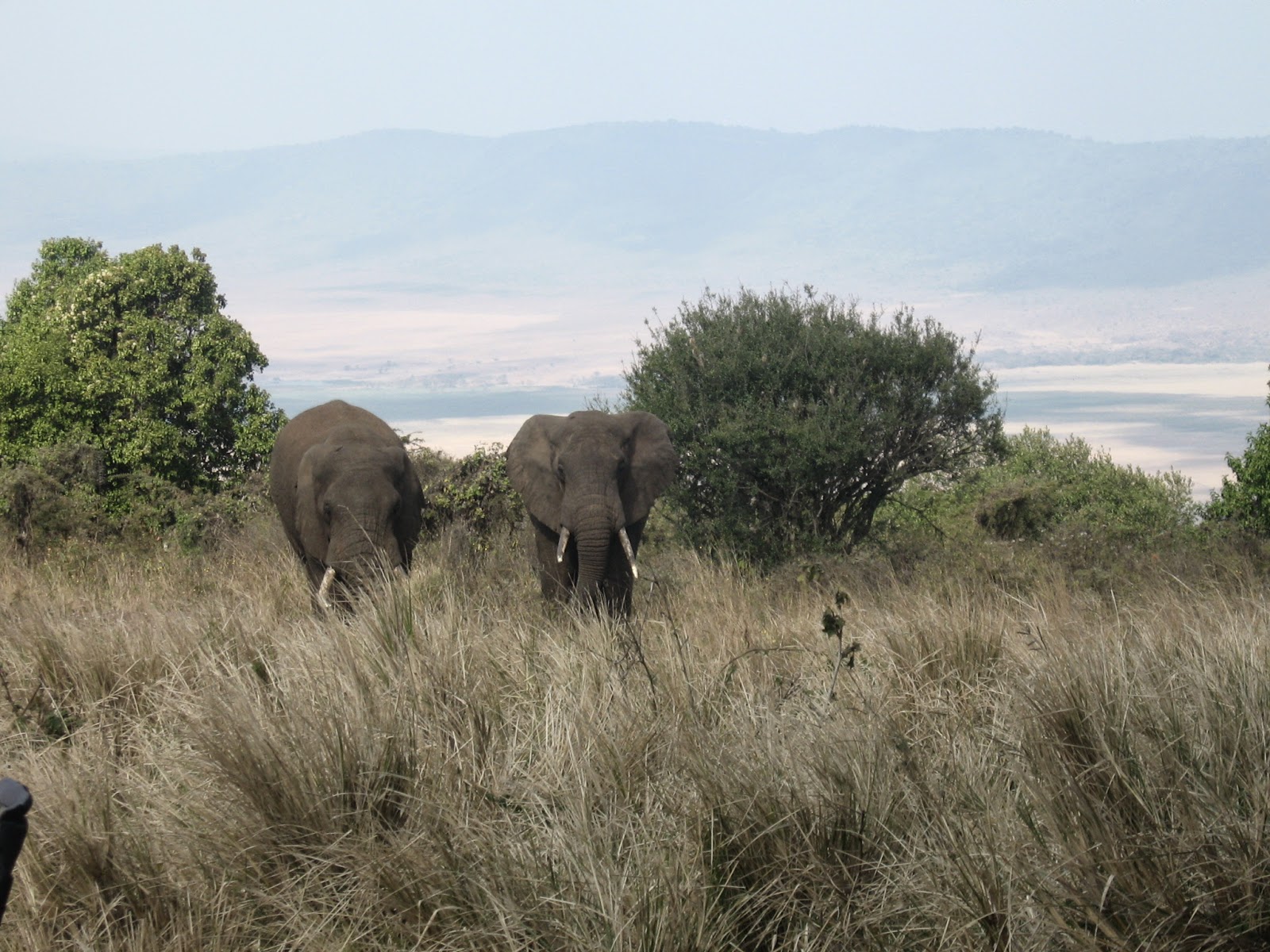 World travels from a thoughtful Londoner: Ngorongoro - Simba A campsite