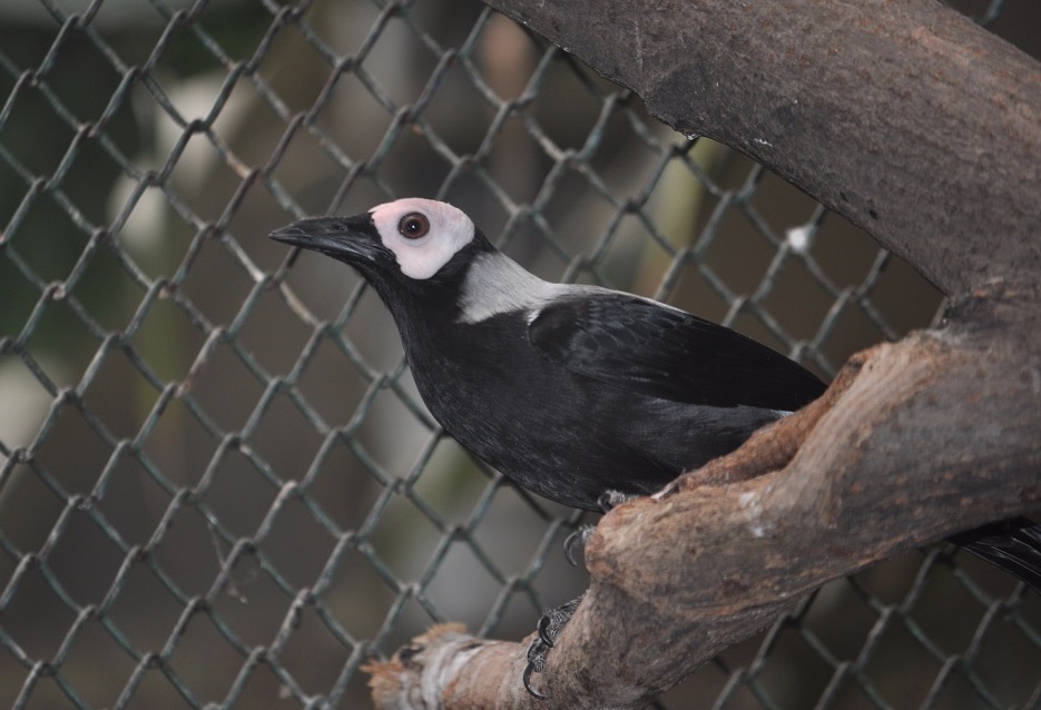 ZOOTOGRAFIANDO (6.096 ANIMALS): COLETO / COLETO (Sarcops calvus)