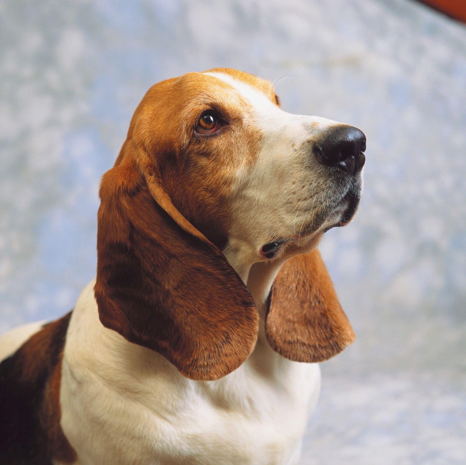 Poze comice cu animale / caini de rasa