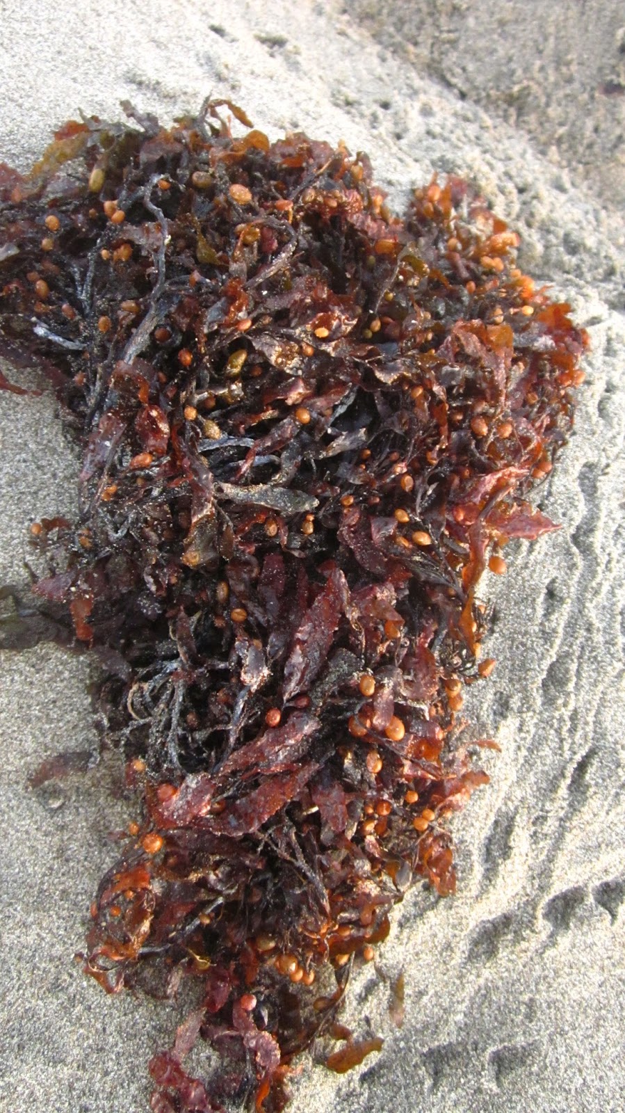 Medicinal Plants: Sargassum Seaweeds