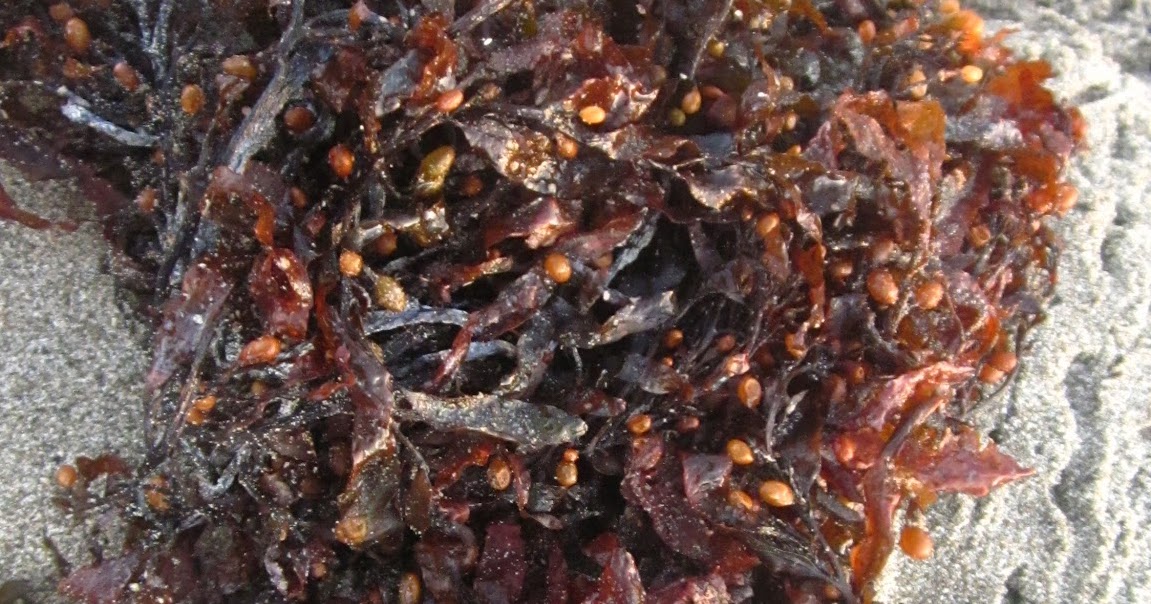 Medicinal Plants: Sargassum Seaweeds