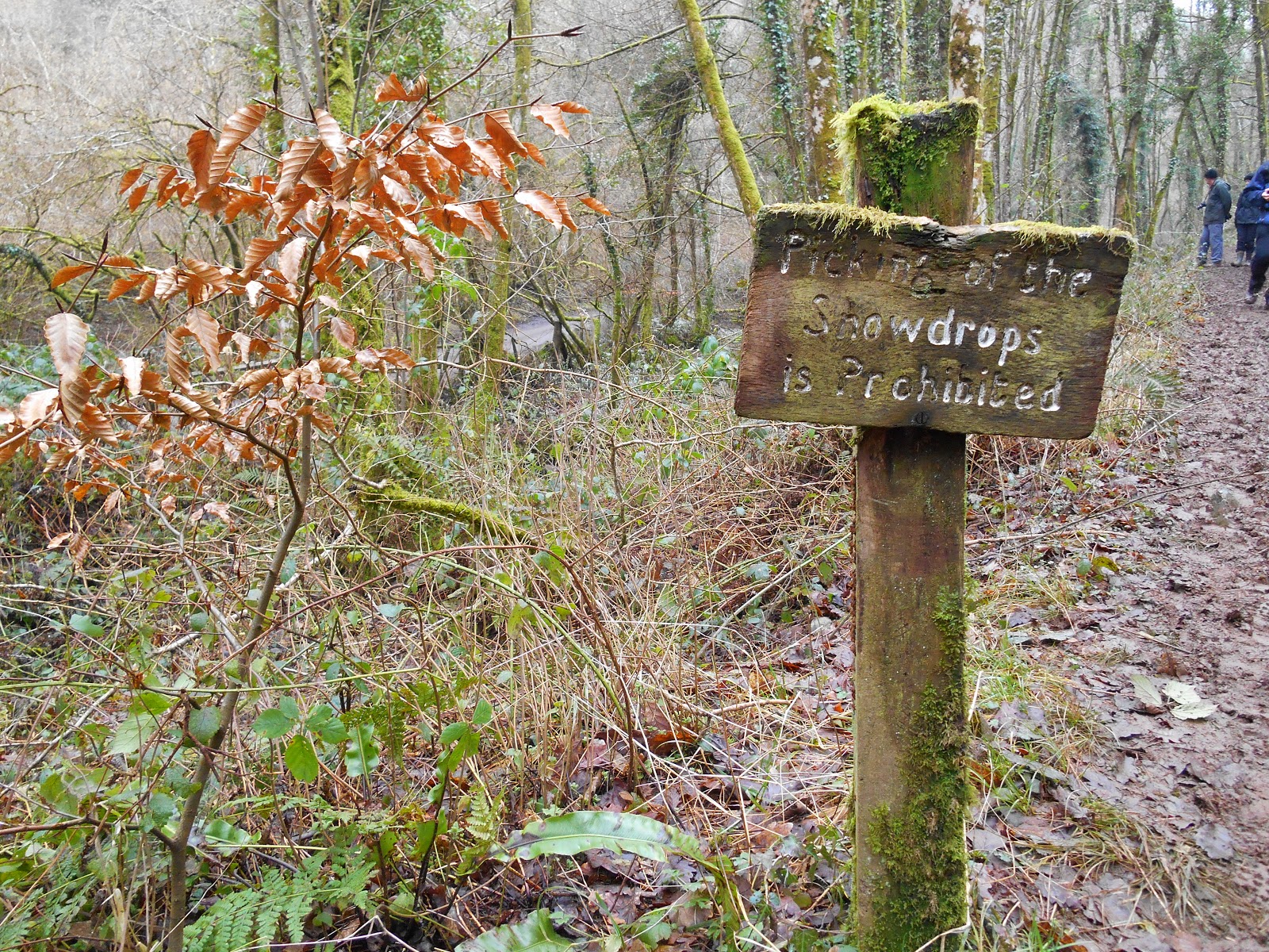 Off the Beaten Track in Somerset: Snowdrop Valley, Wheddon Cross, Exmoor