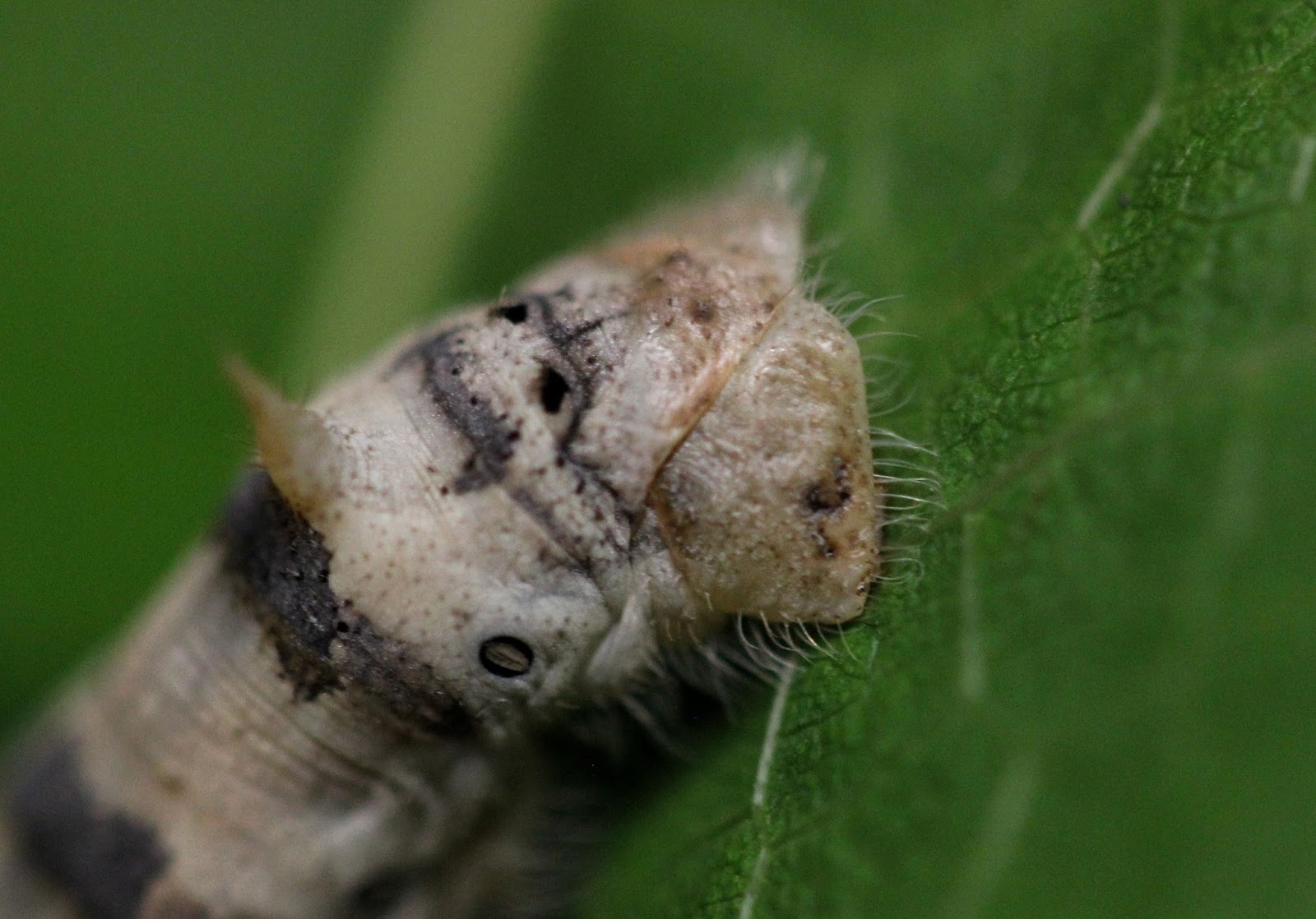 Amazing Silkworms: Anatomy of the Silkworm Larva (Part 2)