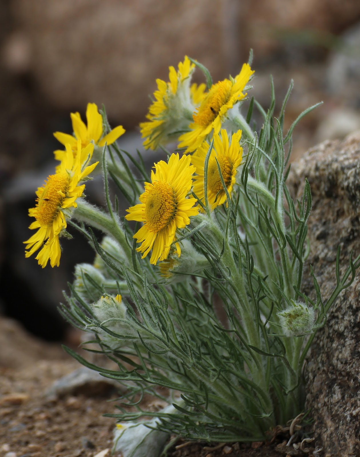 Around the Bend: Some Flora and Fauna in the Alpine Rockies