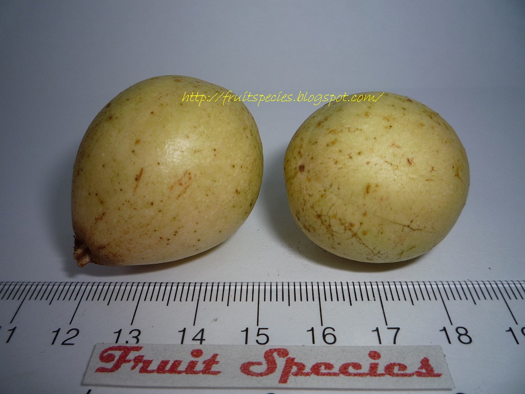 Fruit Species: PITHRAJ TREE