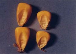 MAIZE & BEAN: Structure and Function of Maize and Bean