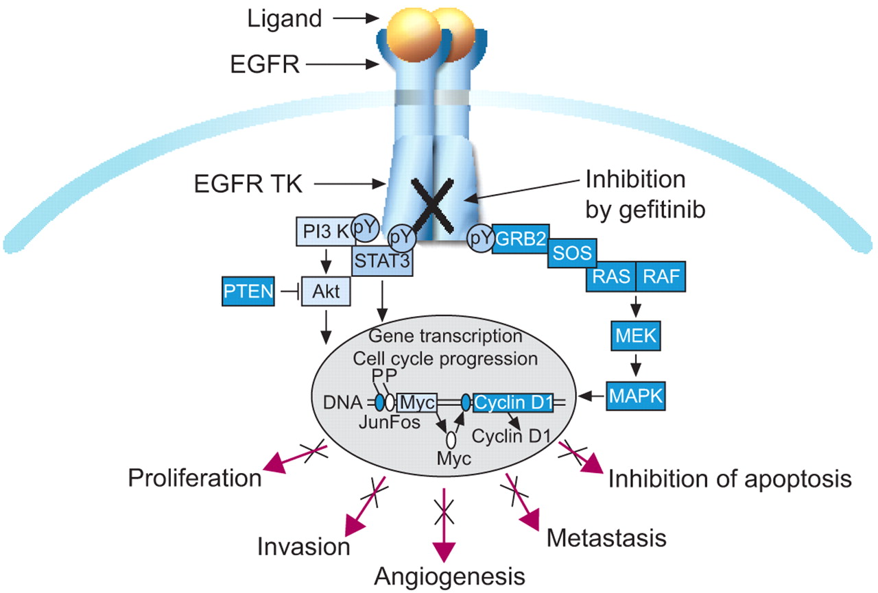 한미약품의 폐암 항암제 EGFR TKI를 둘러싼 논란과 의혹 - Dr. Song's Blog