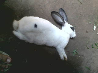 Penyebab Kelinci Mati Mendadak | Istana Kuliner