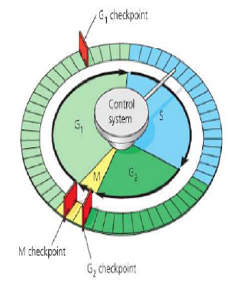 BioCool Learning: Siklus Sel