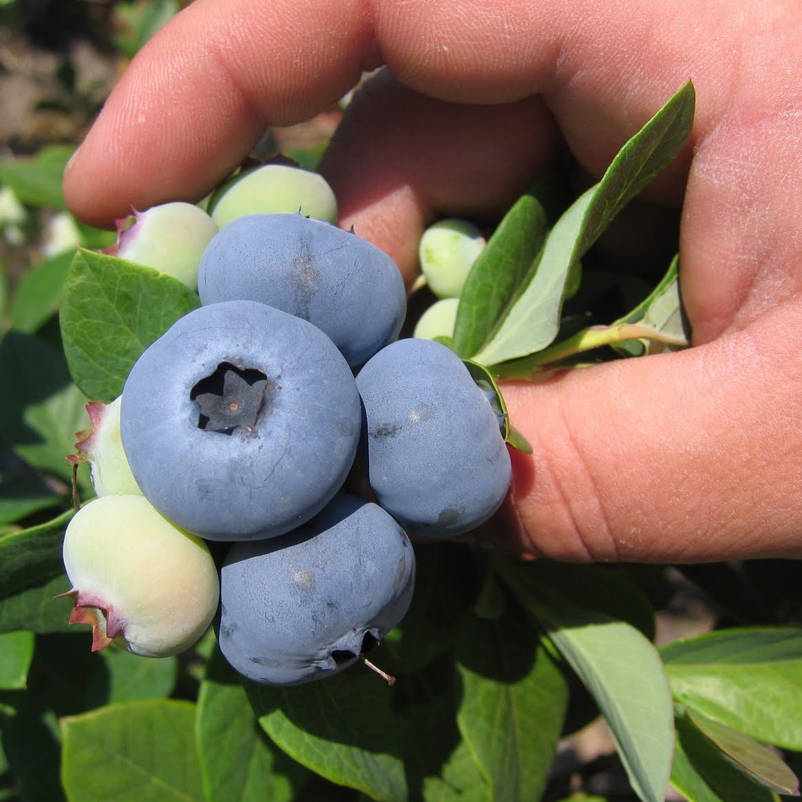 MALINALLI · herbolaria médica: ARÁNDANO AZUL, blueberry - Vaccinium ...