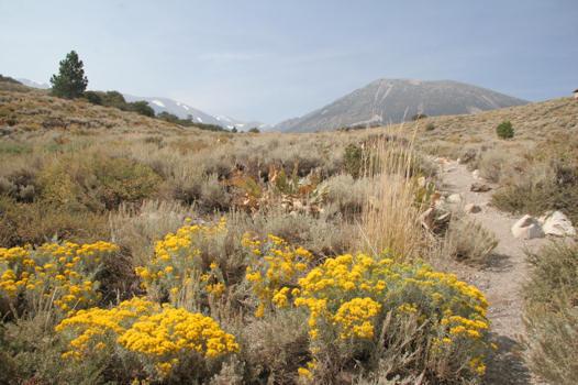 Preciosa Ecología: octubre 2016