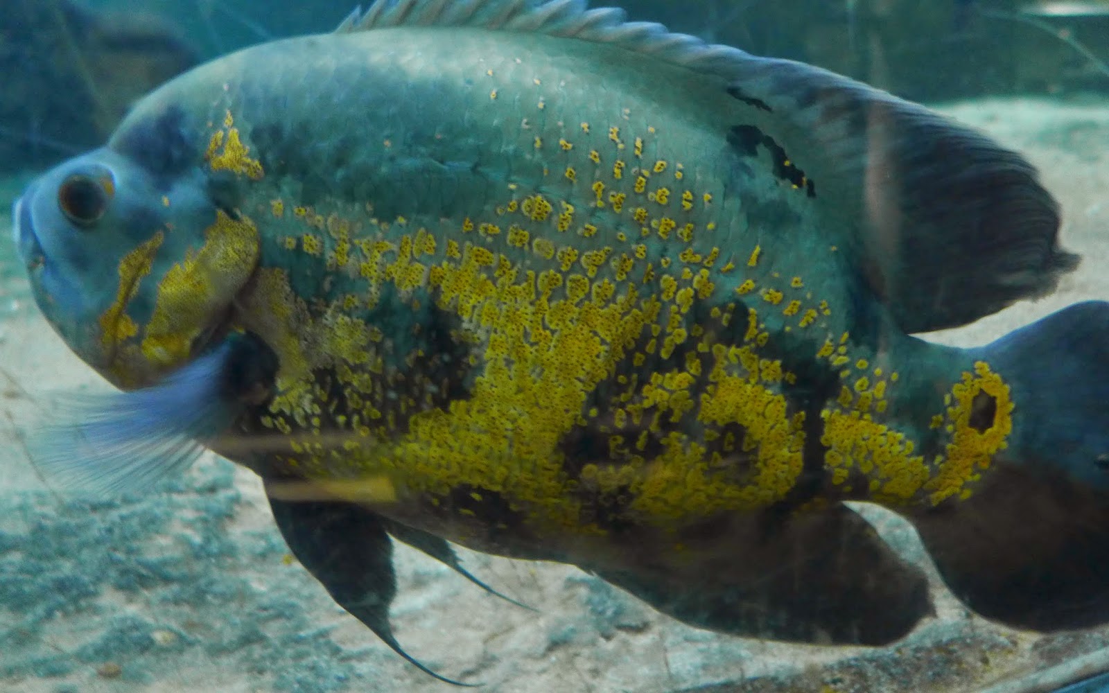 Basicallyitsgrowing: Visiting Kew Gardens - peacocks, fish and a cheeky ...