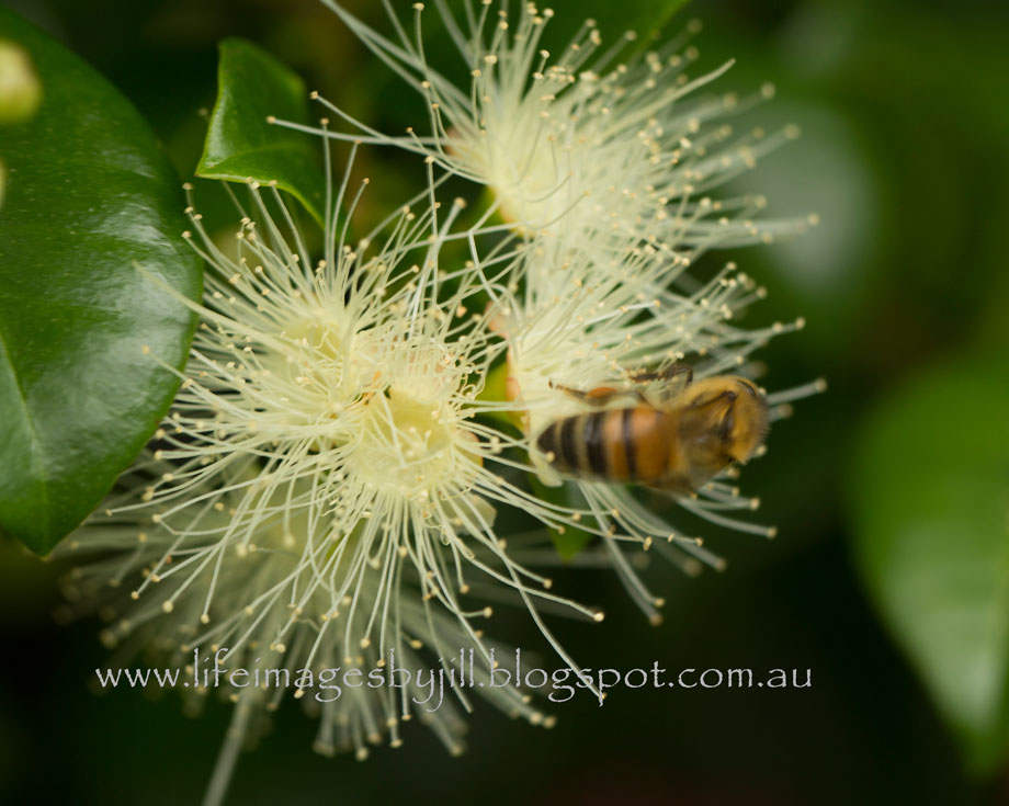 Life Images by Jill: How to make Lilly Pilly Jam - a delicious ...