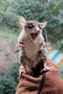 Central America: Mexican Mouse Opossum
