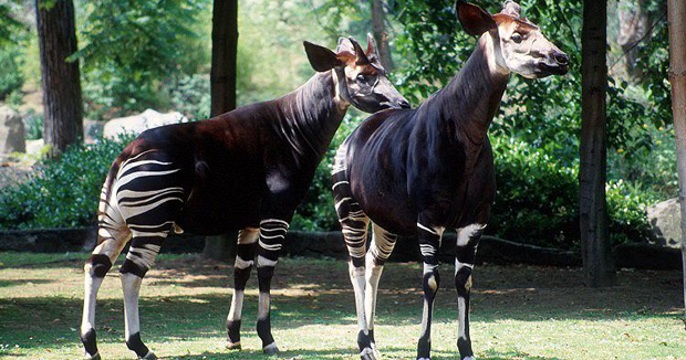 Okapi