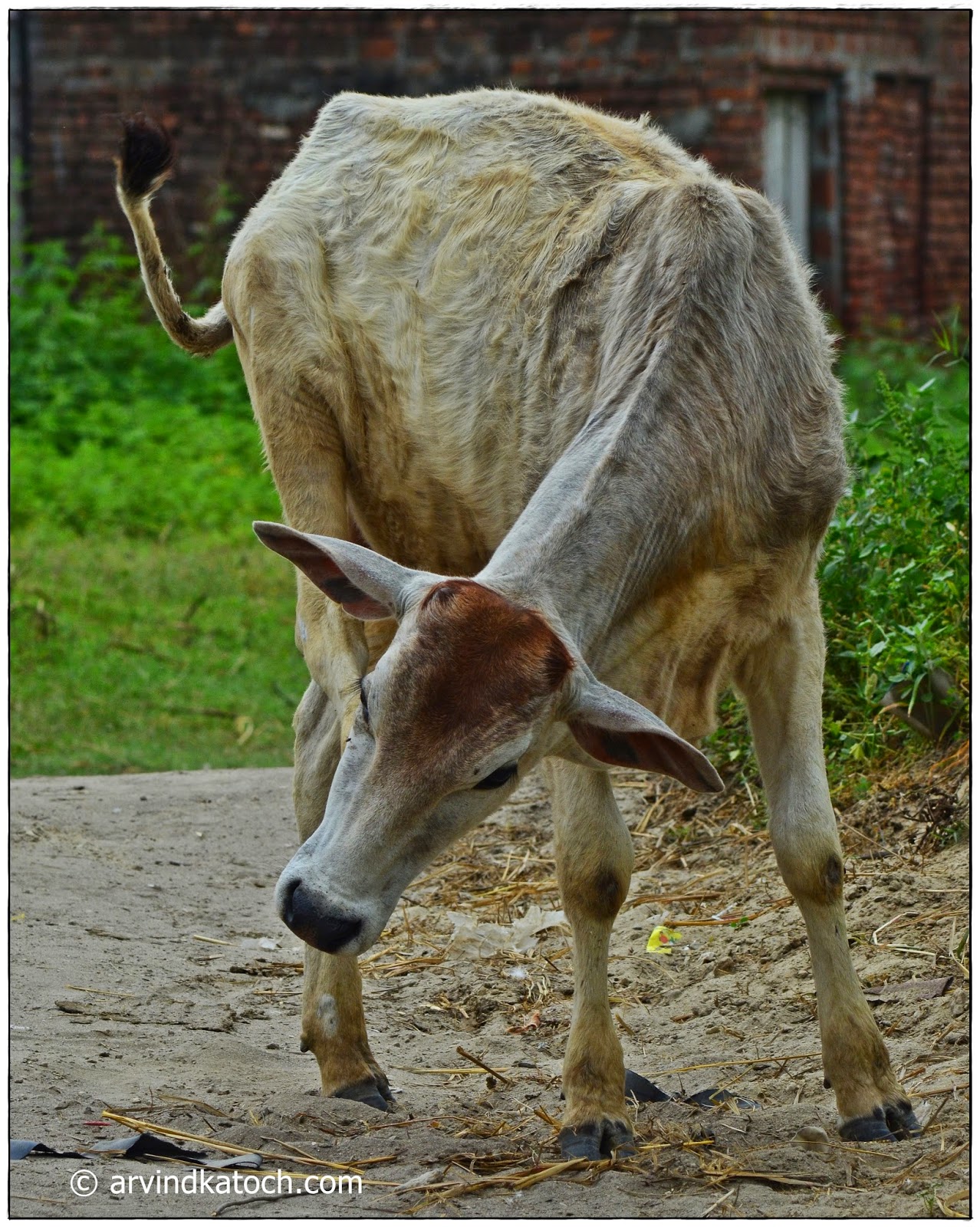 Indigenous Cow (A sad story From A Glorious Past to Near Extinction)