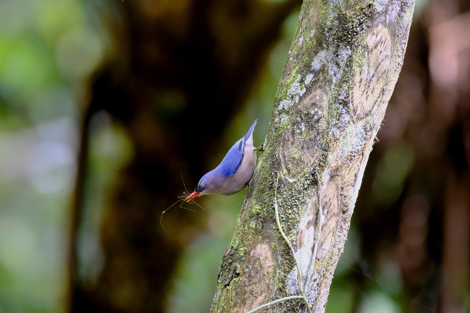 Mike is the name Birding is the game ( Birding in Malaysia - Malaysian ...