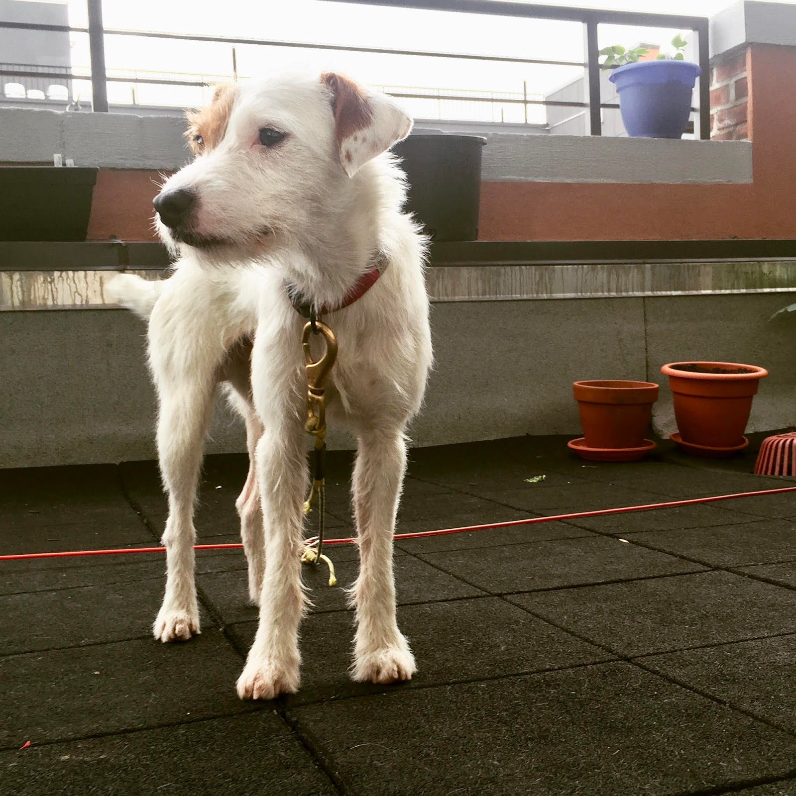 Terrierman's Daily Dose: Puppies Available