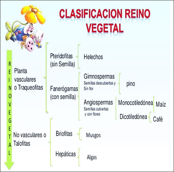 REINO VEGETAL