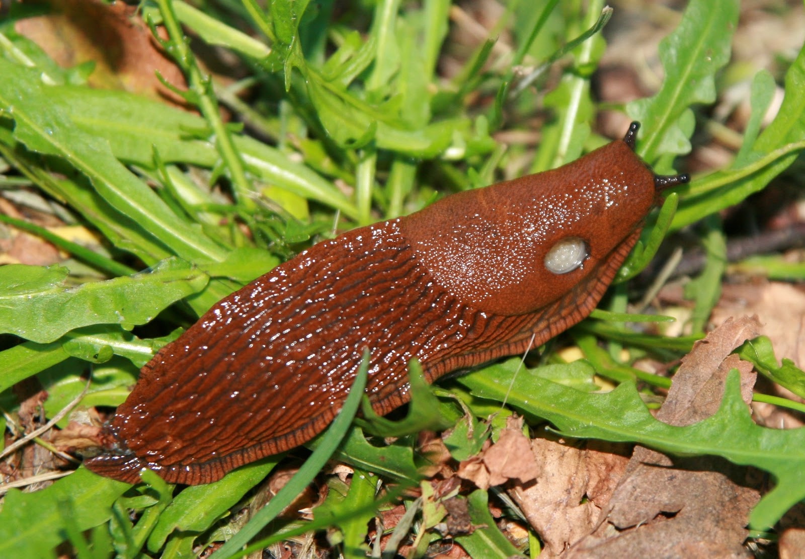 Nature views: Svarthvit snegle