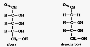 carbohidratos y lipidos