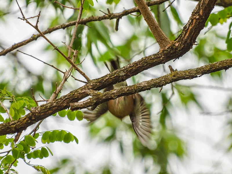 Foto: Cinteza, mascul (Fringilla coelebs)