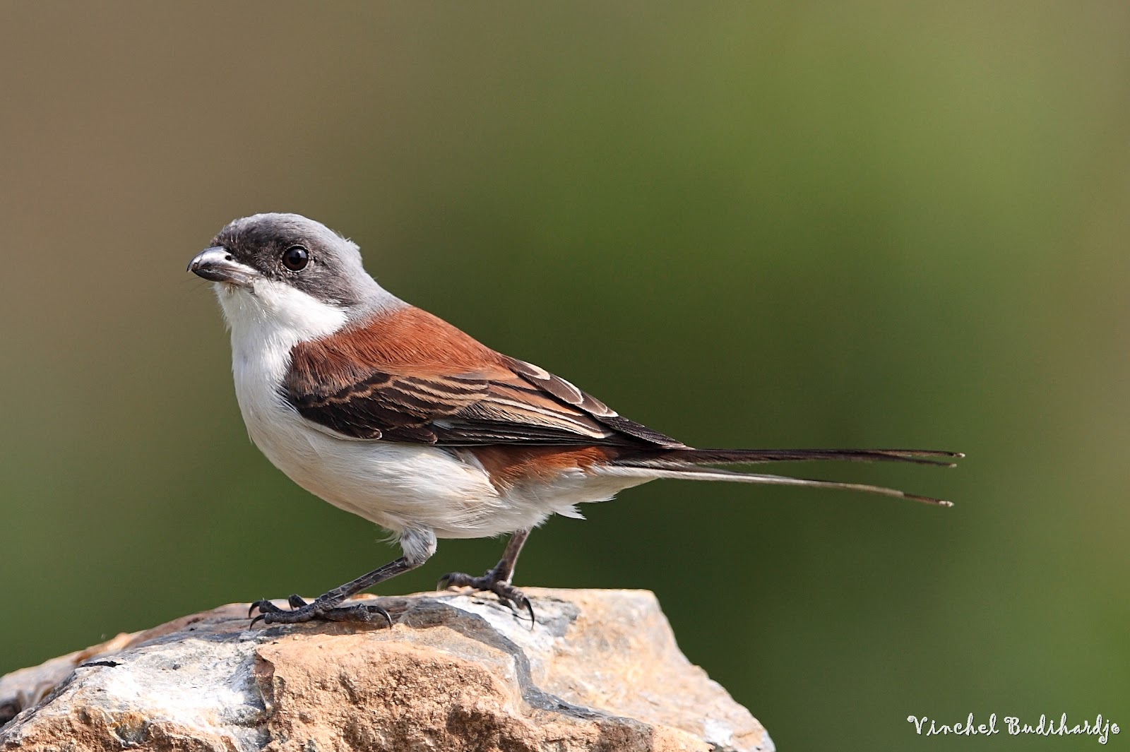 Burung Cendet - Long-Tailed Shrike (Lanius schach) - Ryan Maigan Birds