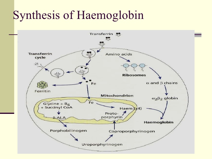 Healthy Blood: Haemoglobin Synthesis