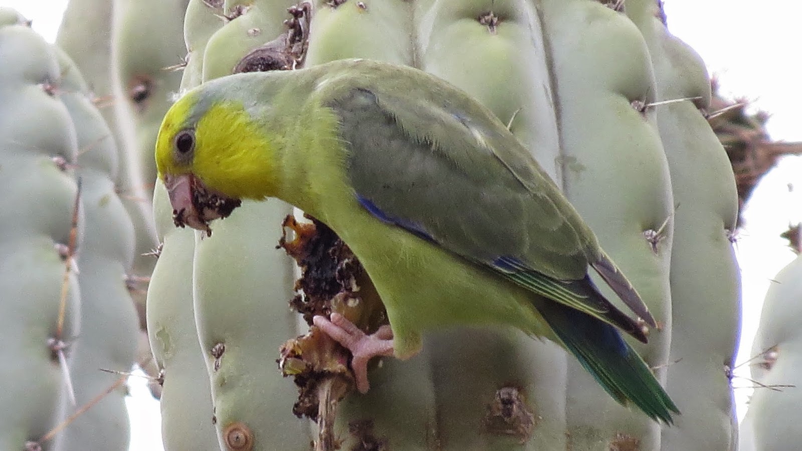 Aves de Cajamarca - Birds of Cajamarca - PERÚ: Yellow Faced Parrotlet ...