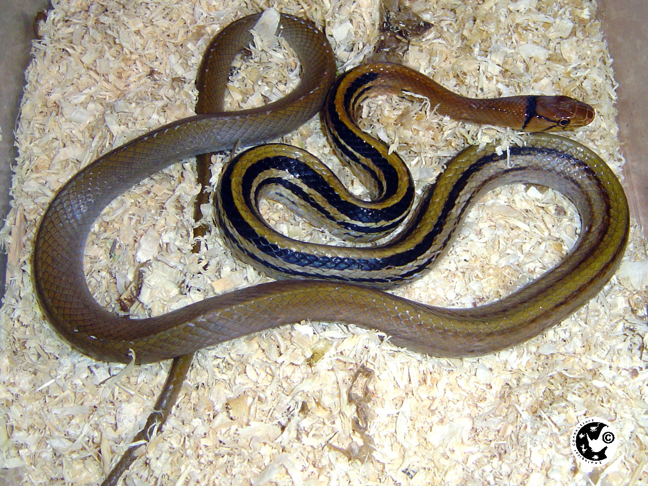 Gallery Reptile : Ular Sapi Lanang