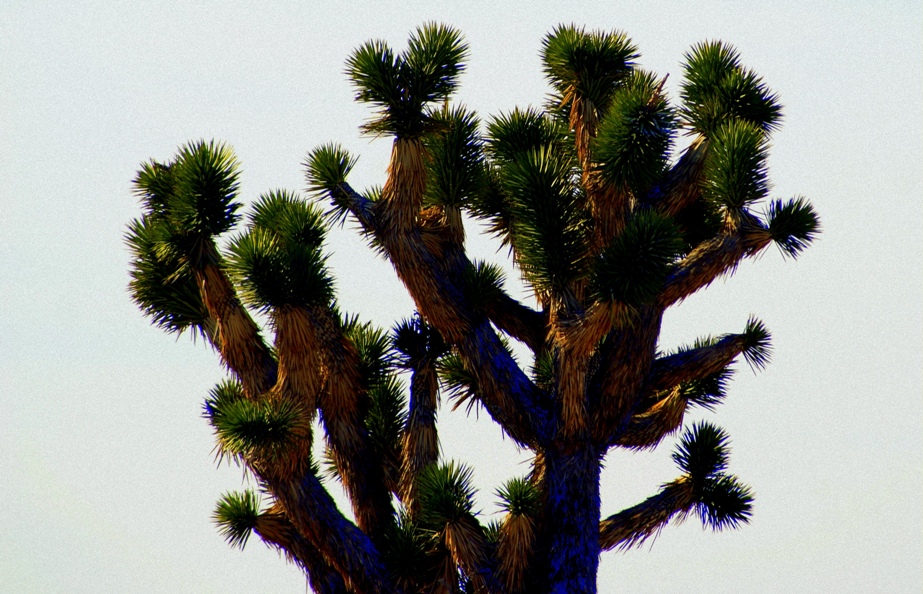 A photo, A thought............: Fun with Picasa photo editing ...