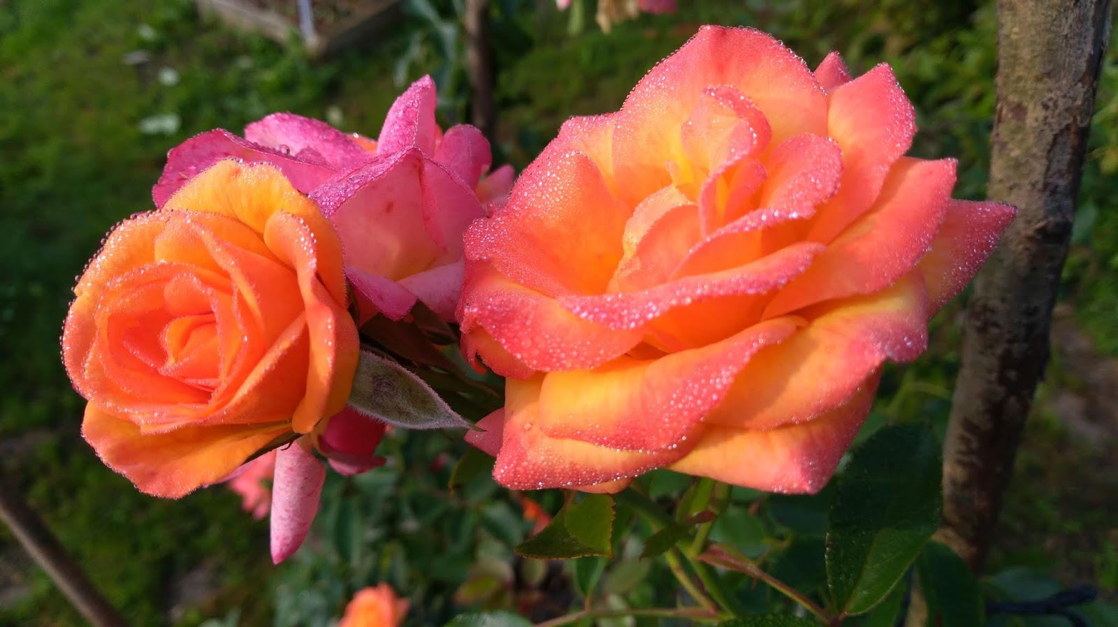 Ranczo Elma: Róża (Rosa) Redova