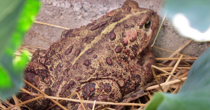 Back to the Land : A Toad in the Garden