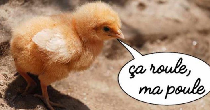 Comment ça se dit en français?: ça roule, ma poule