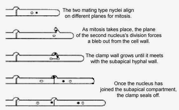 REPRODUCTION PROCESS OF FUNGUS