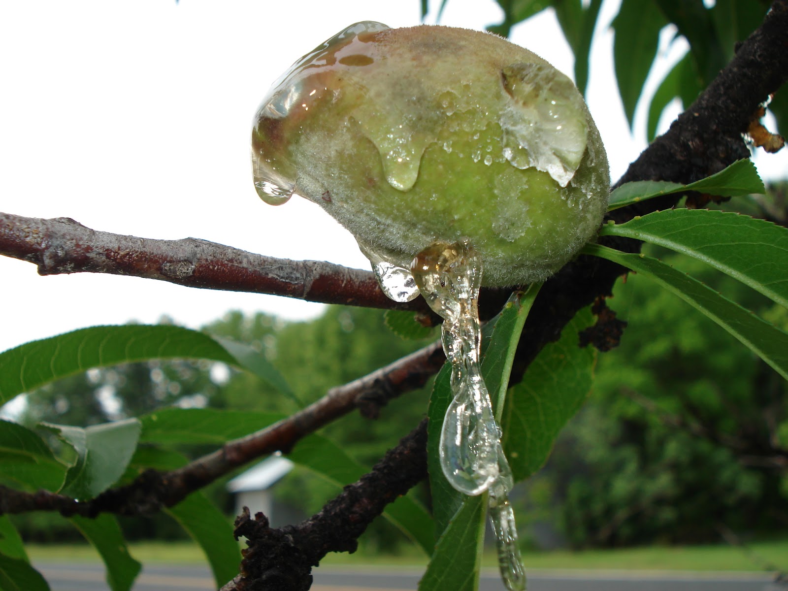 From the Cupboard: Our "Lil" Peach Tree--Part 5