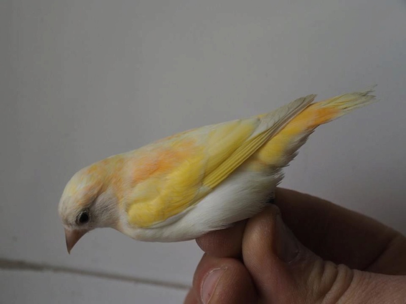 Pintassilgo, Tarin américain, Amerikaanse sijzen, Amerikanische zeisige ...