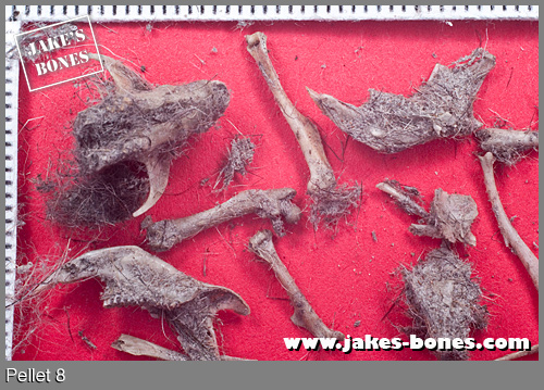 Dissecting bird pellets : Jake's Bones