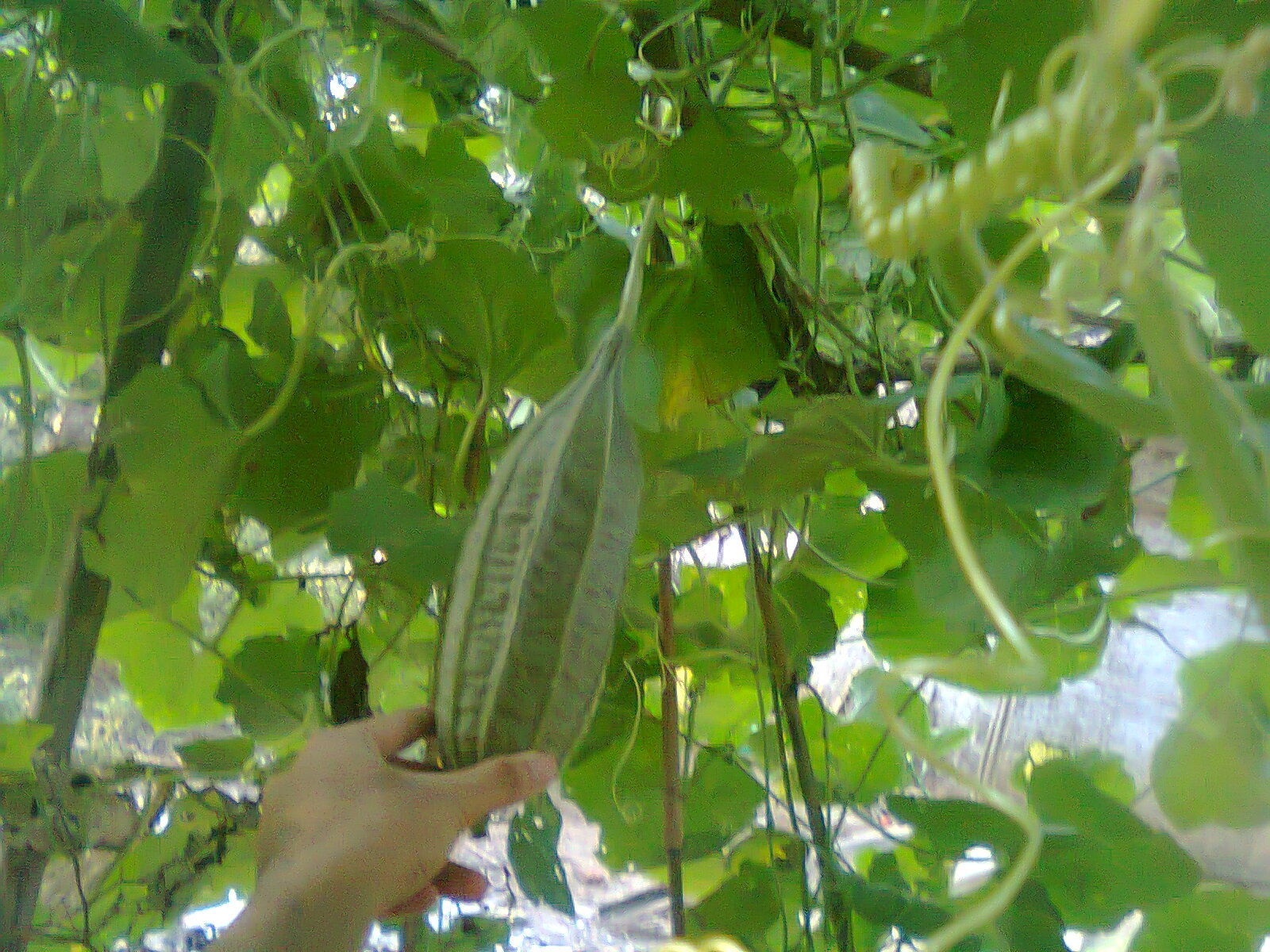 Contoh Gambar Buah GAMBAS (Oyong) Yang Dibudidaya Petani - Guru Ilmuan