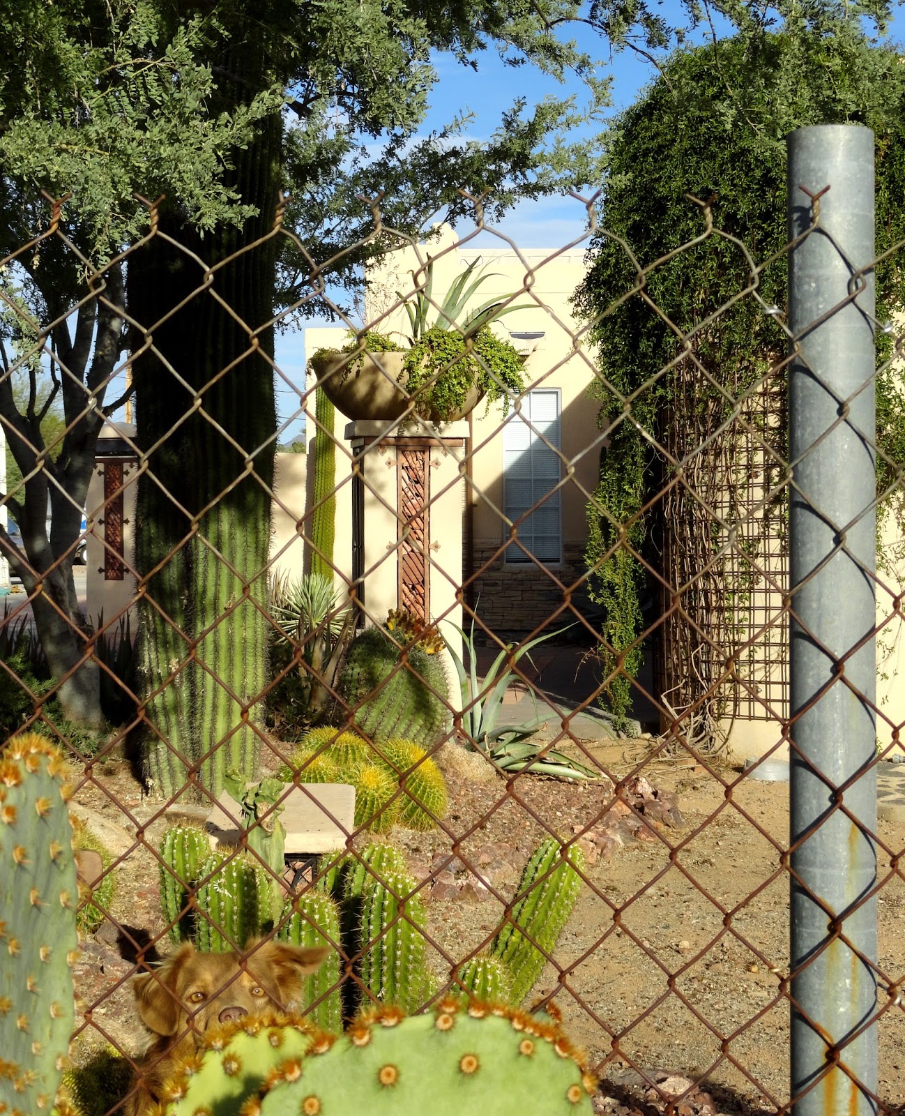 danger garden: Paradise, behind the chain-link