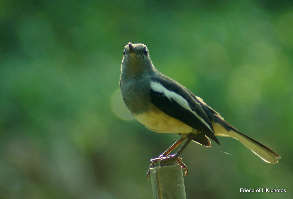 Photographic Wildlife Stories in UK/Hong Kong: Local Birds