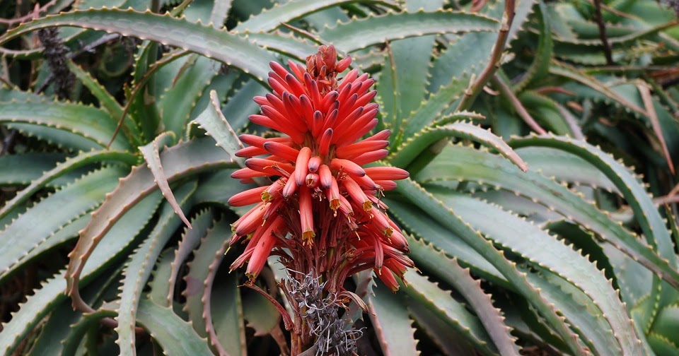 Aloe arborescens «aloe» - Id Plantae