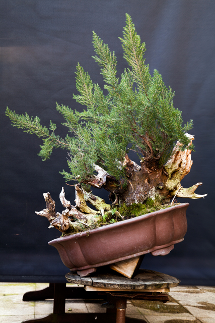 As minhas histórias e aventuras de Bonsai: Erica arborea - continuação ...