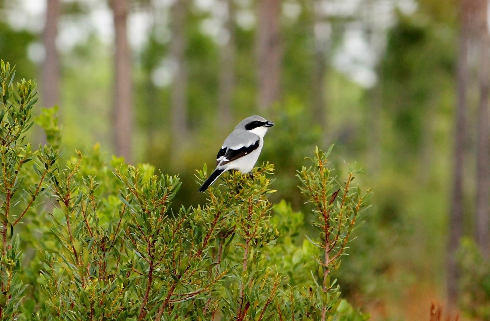 Joan and Dan's Birding Blog: Loggerhead Shrike