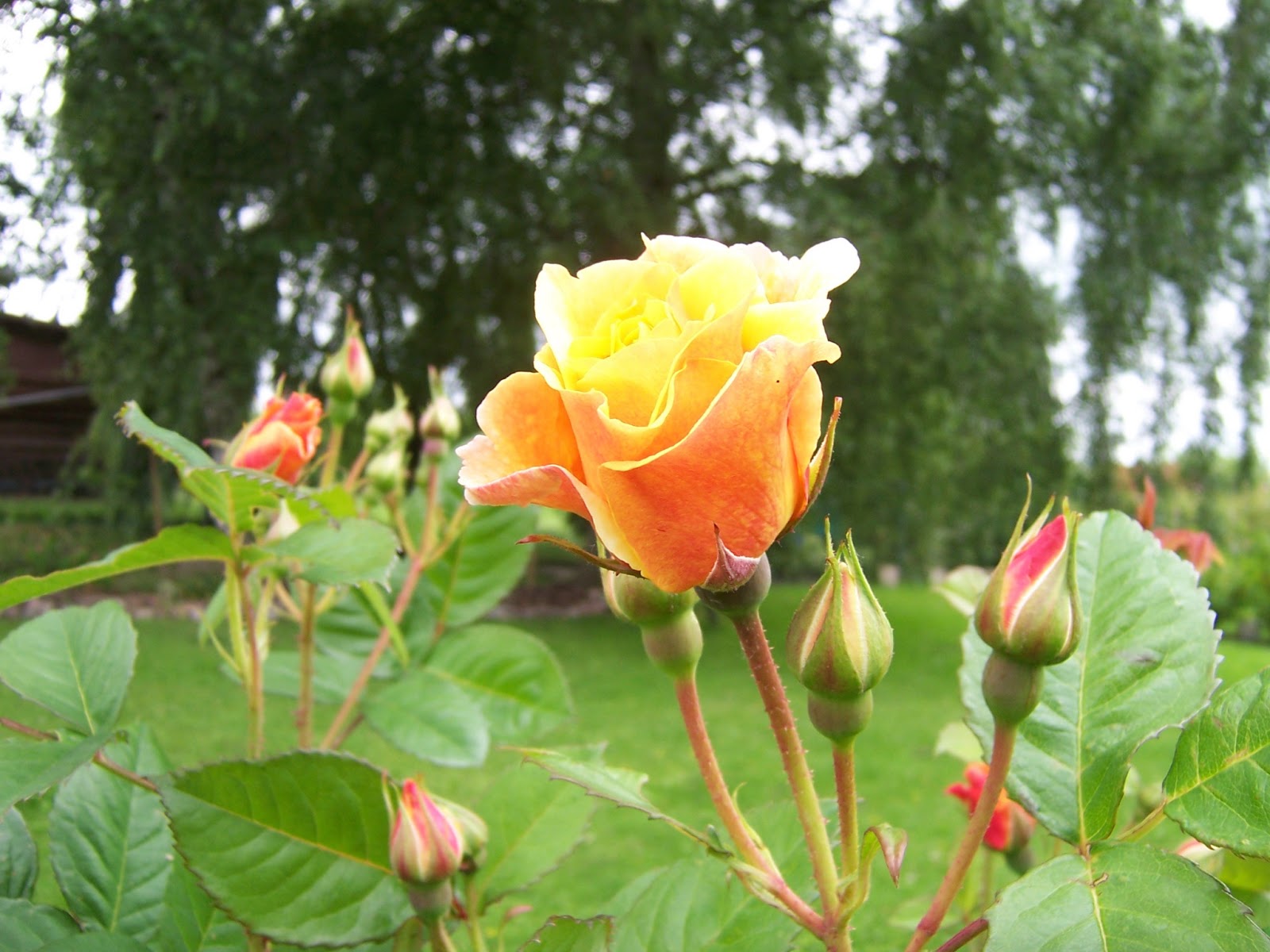 Landleben & Literatur: Strauchrose "Postillion"