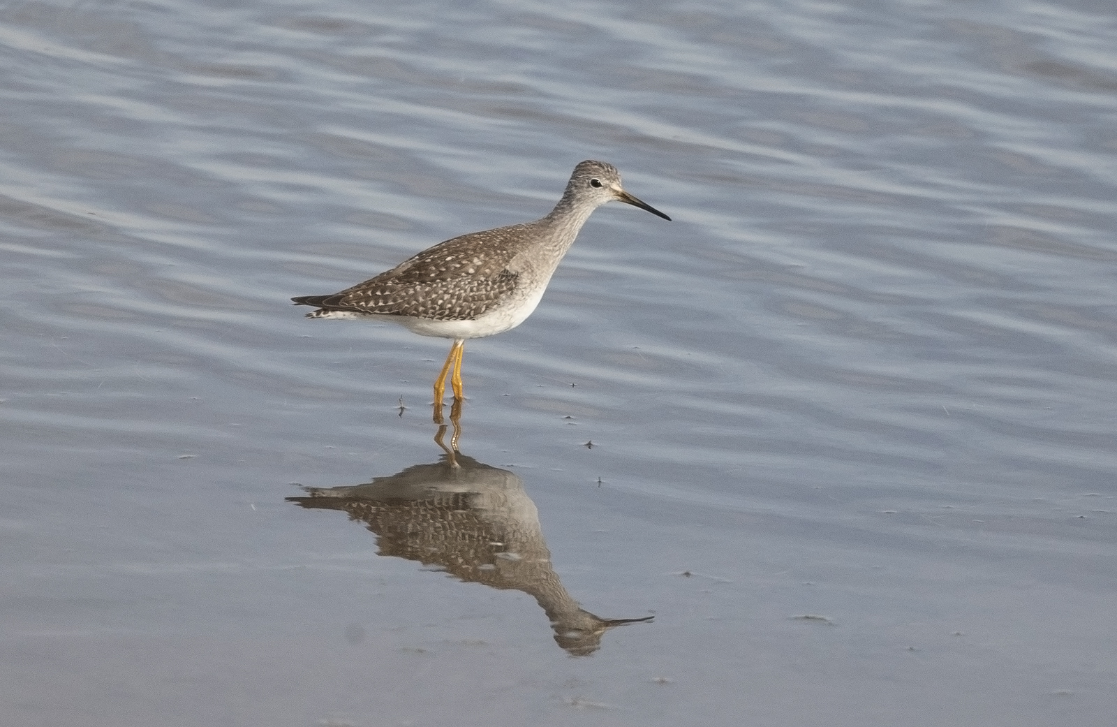 PLODDINGBIRDER: Lesser Yellowlegs!