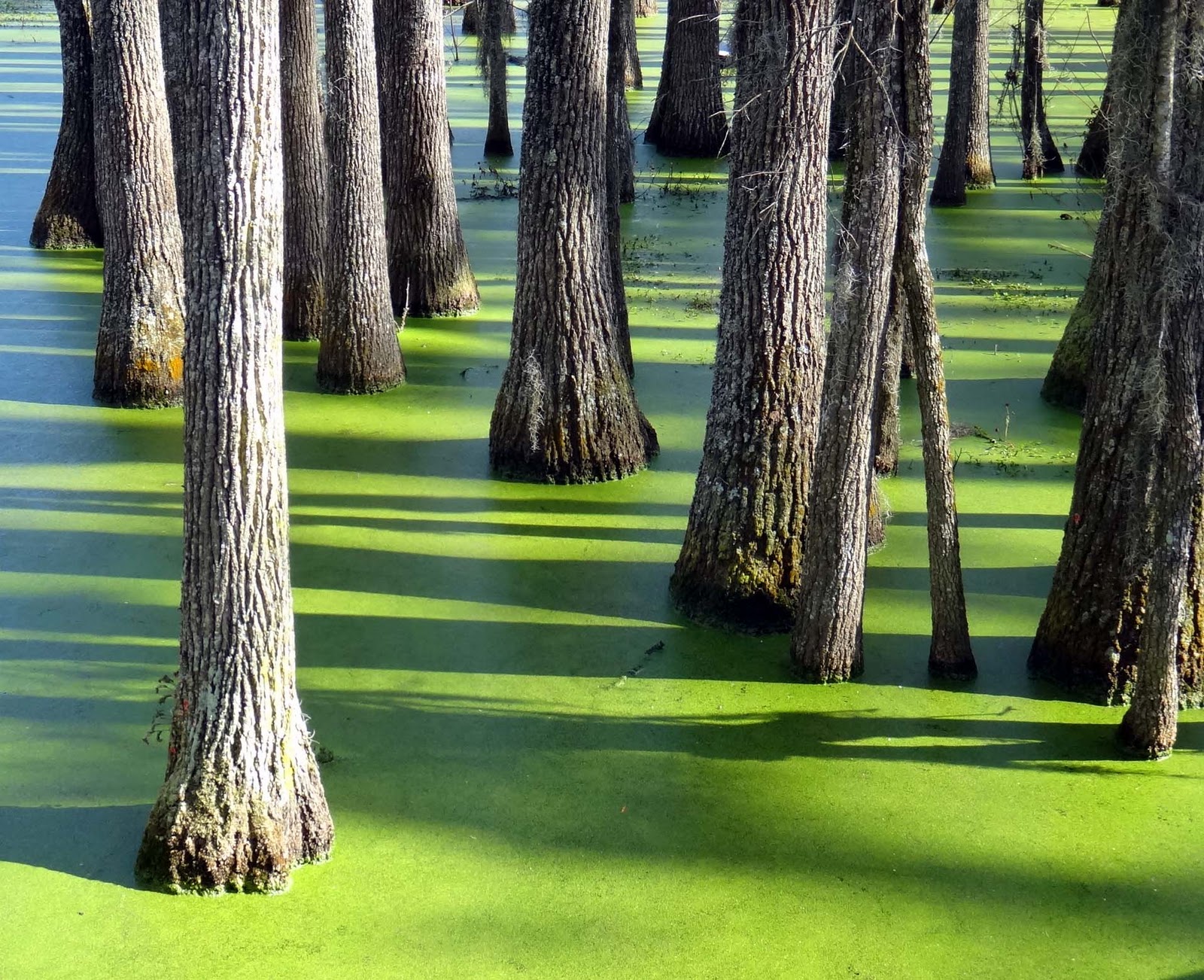 Joe's Retirement Blog: Audubon Swamp Garden, Charleston, South Carolina ...