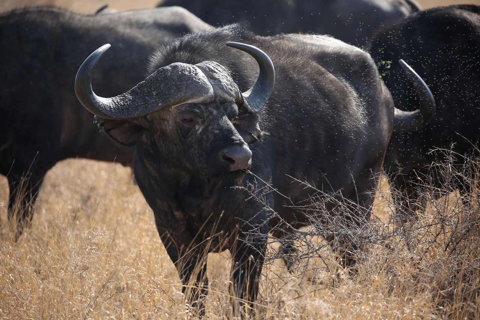 Worldbirder: Clare & Rowan's Africa trip!