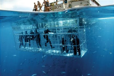 Shark Cage Diving: Information on shark cage and great white shark diving
